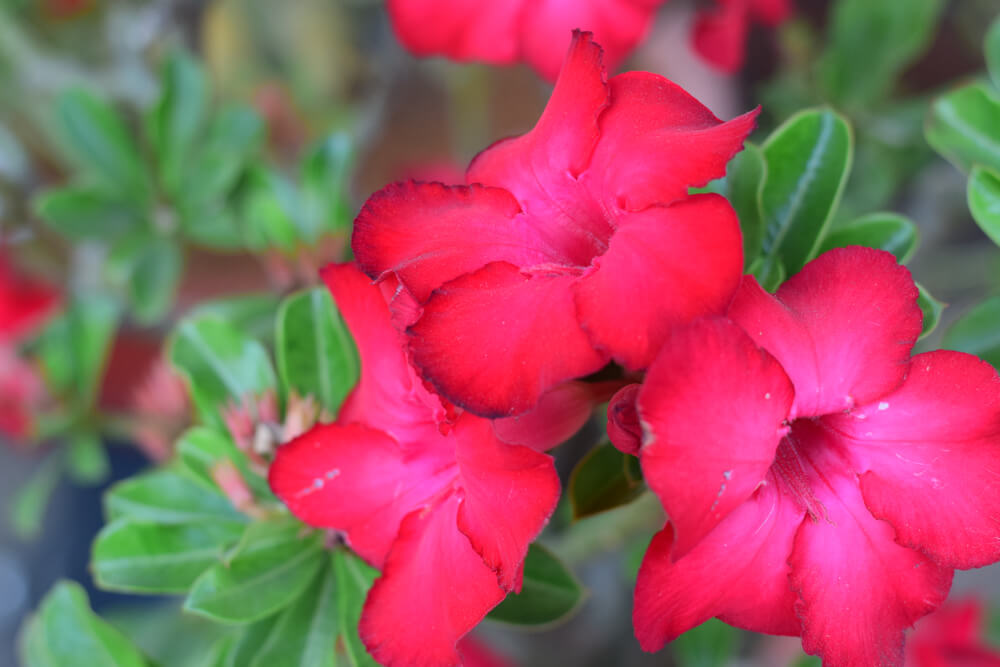 Azaleja || Najveći izbor cveća, izaberite najbolje - Cvećara JELENA