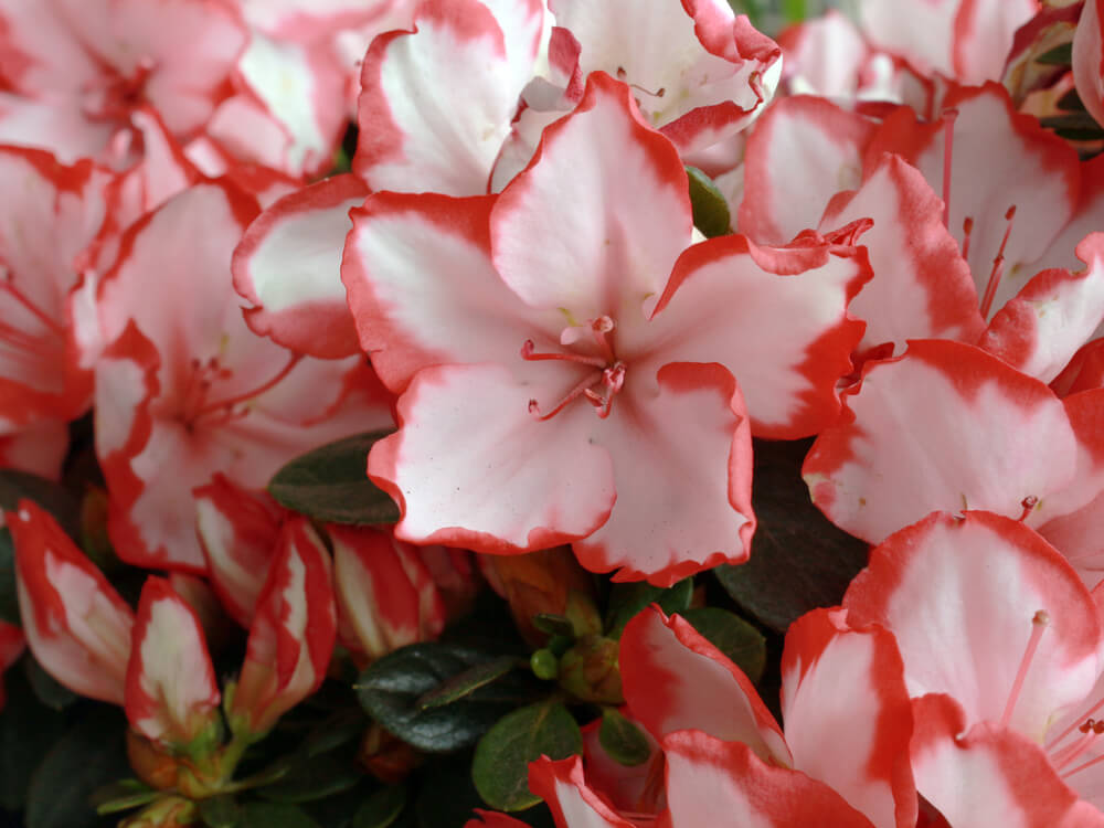 Azaleja || Najveći izbor cveća, izaberite najbolje - Cvećara JELENA