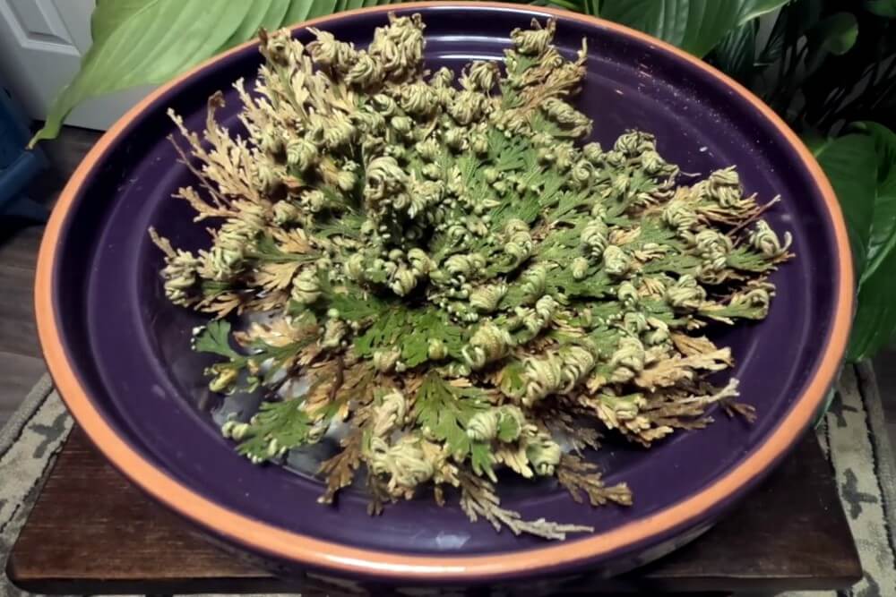 Jerihonska ruža - Simbol snage, sreće i mira || Cvećara Jelena