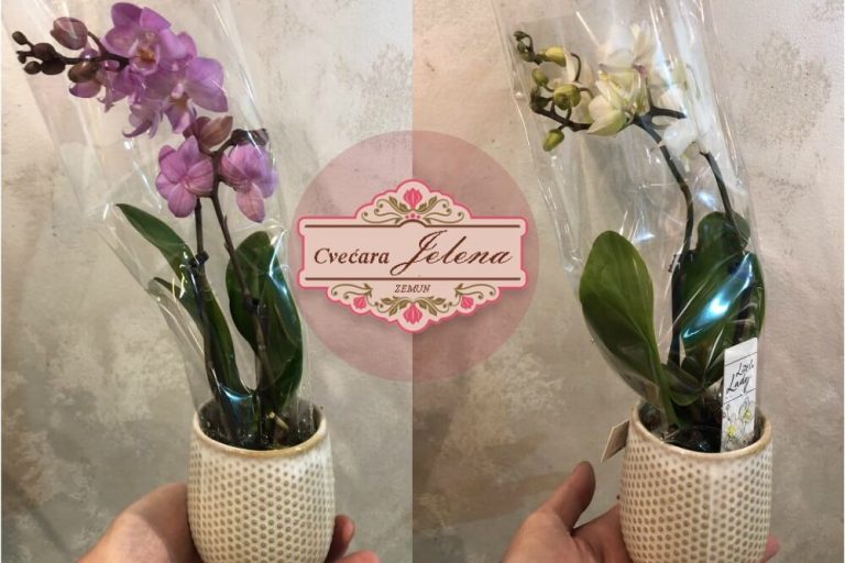 Mini orhideja u saksiji – Nega i održavanje ove biljke|| Cvećara Jelena