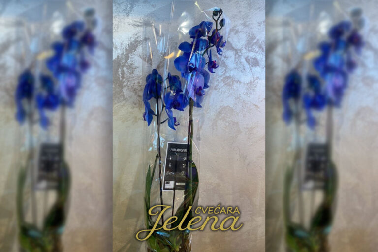 Plava orhideja kao poklon - Cvećara Jelena
