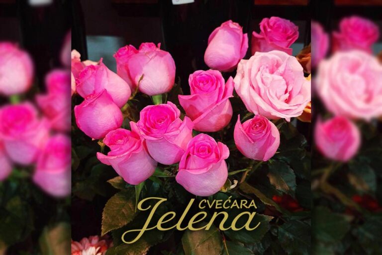 Roze ruže - Simbol nežnosti i elegancije - Cvećara Jelena
