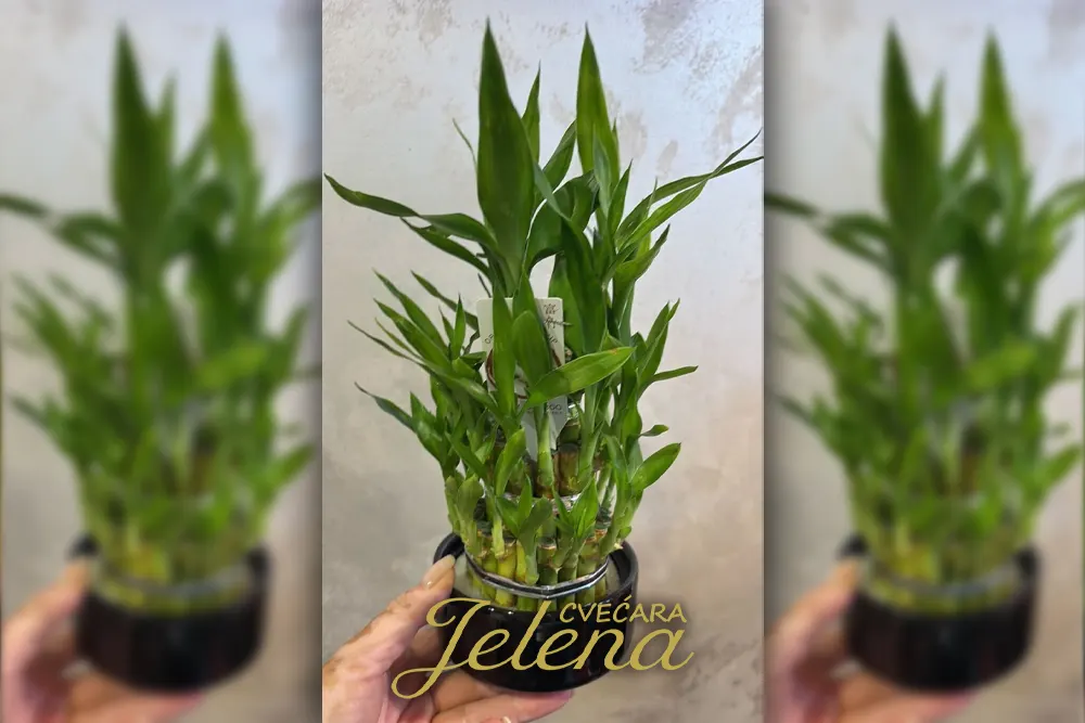 Biljka bambus - Simbol mira, sreće i dugovečnosti u domu - Cvećara Jelena